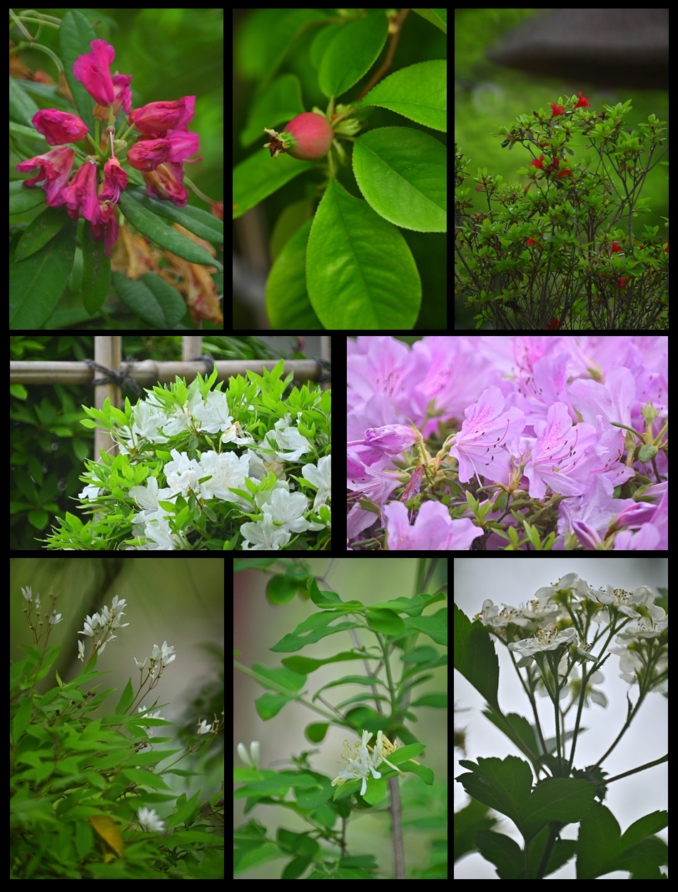 縮景園（4月）