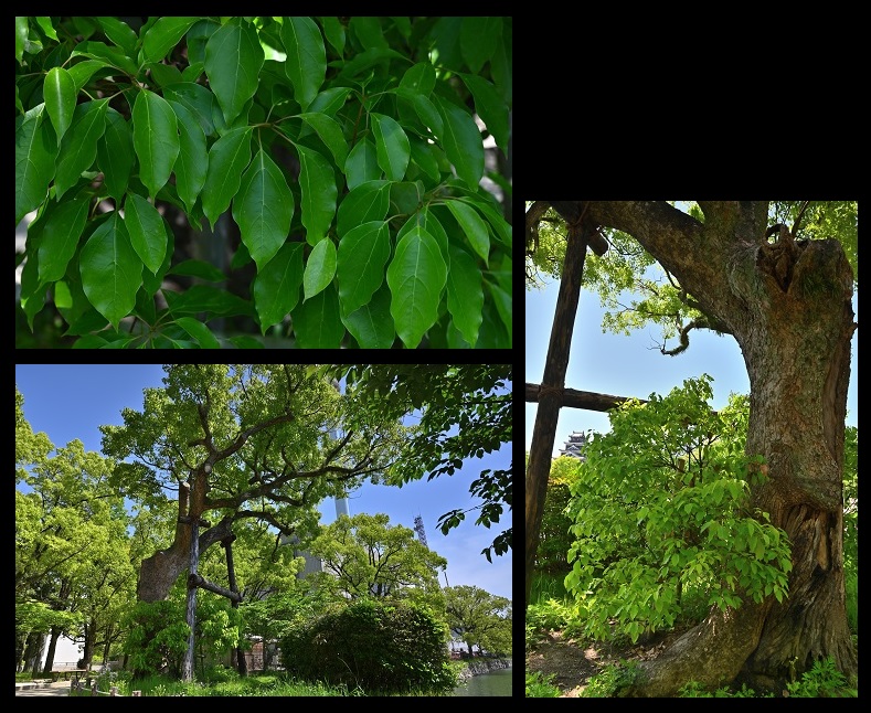 Camphor tree(Hiroshima Castle)