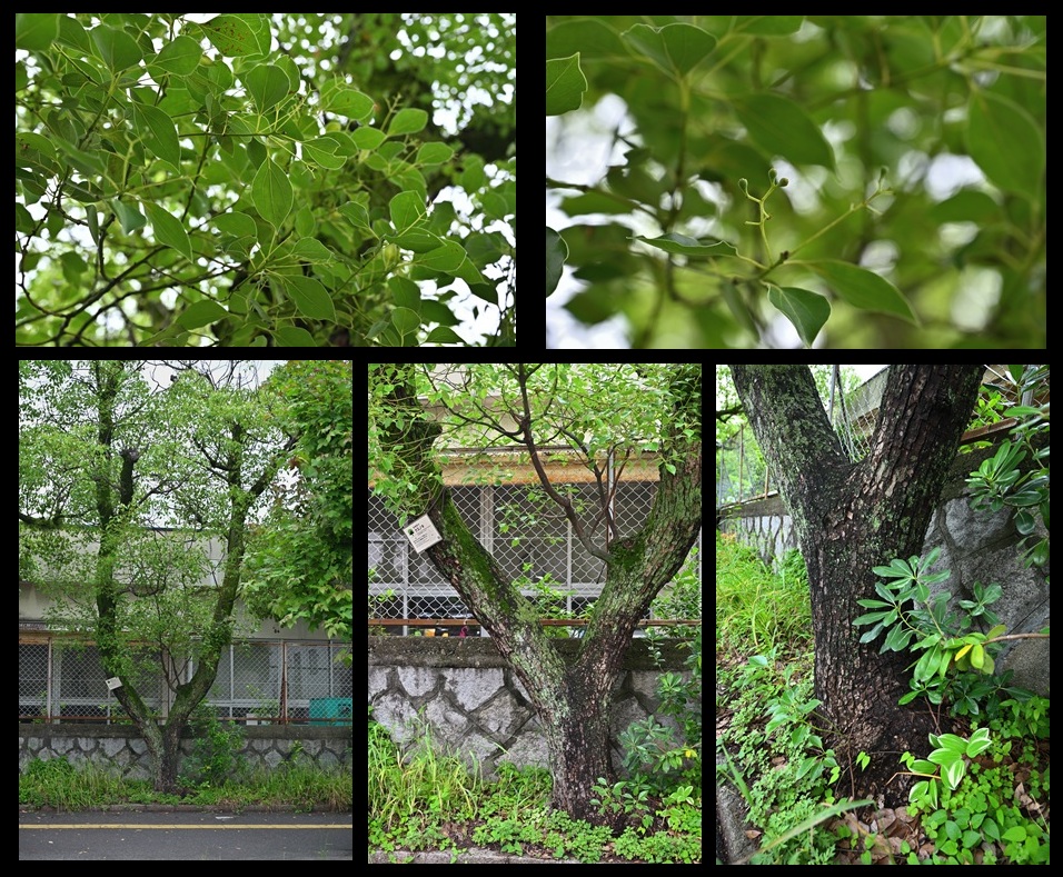 Camphor tree (Senda Elementary School)