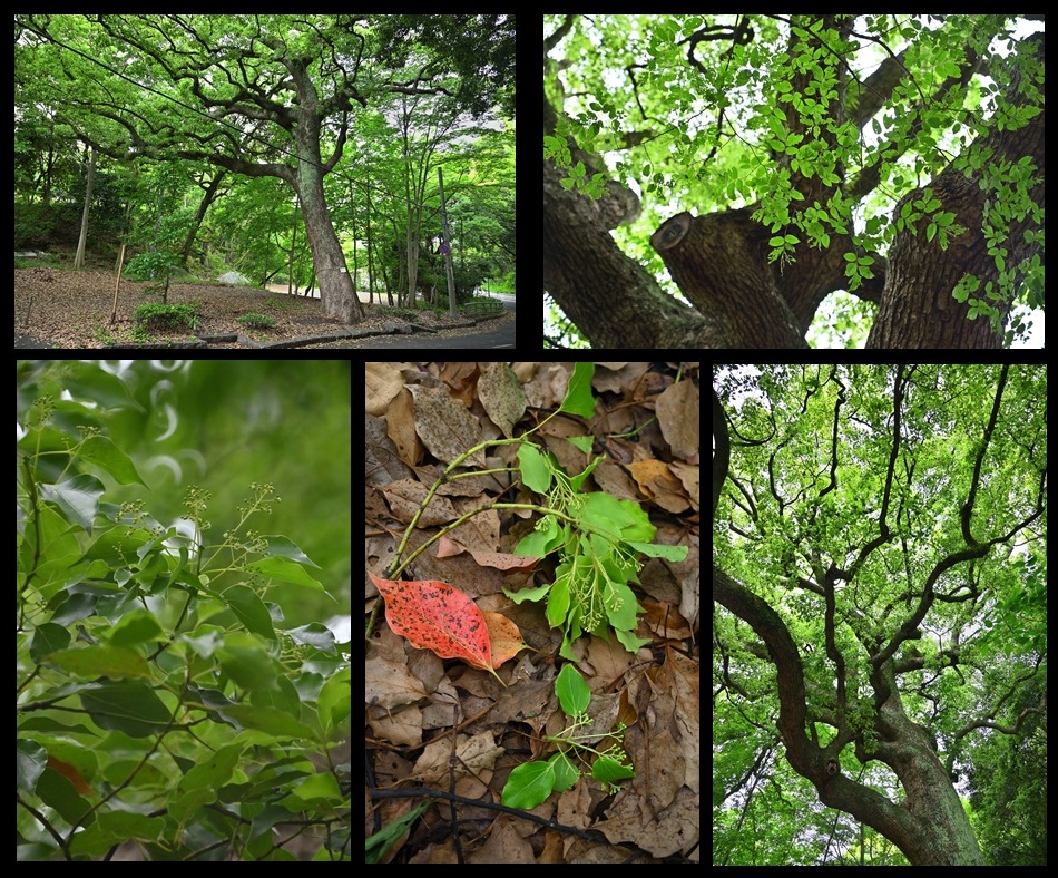 Camphor tree (Hijiyama Park)