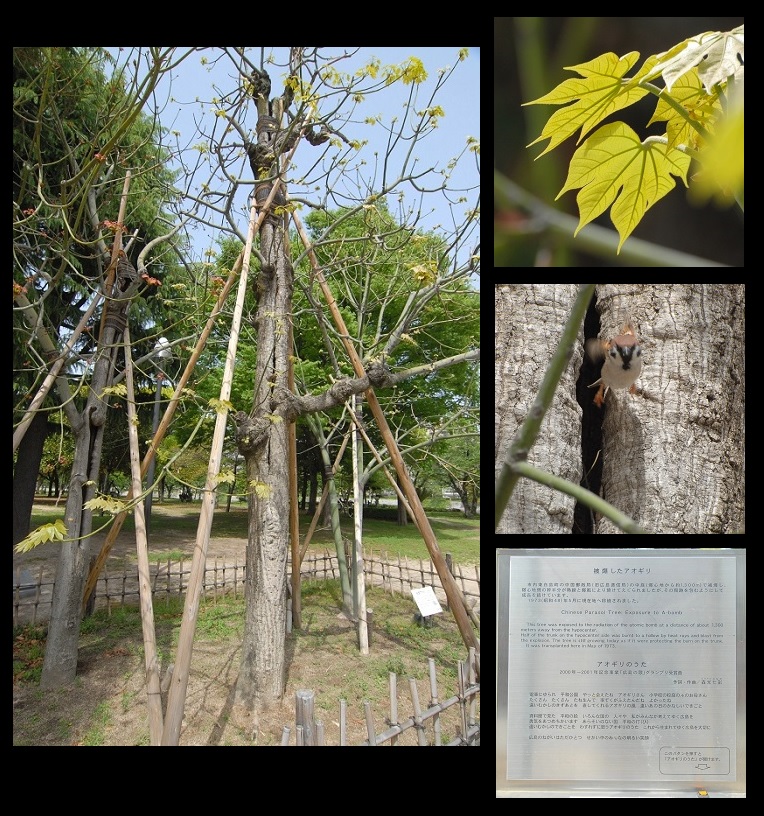 >Chinese Parasol tree(Peace Memorial Park)