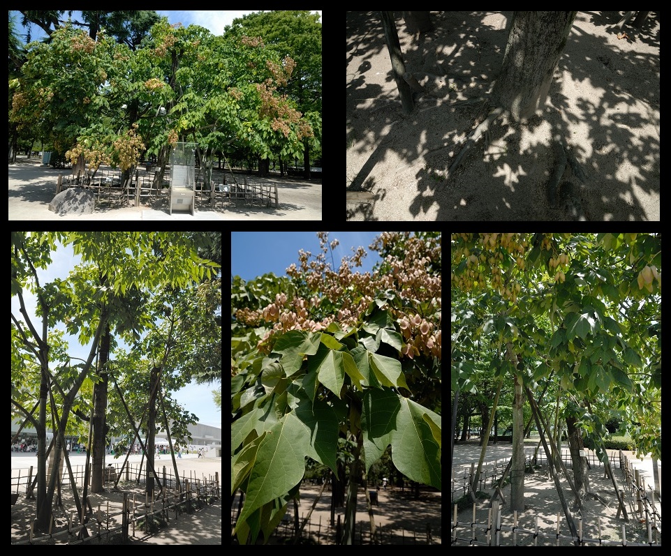 >Chinese Parasol tree(Peace Memorial Park)