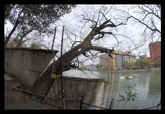 Muku Tree(Shukkeien garden)