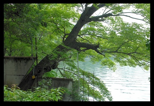 Muku Tree(Shukkeien garden)