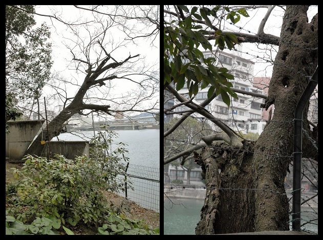 Muku Tree(Shukkeien garden)