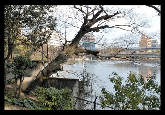 Muku Tree(Shukkeien garden)