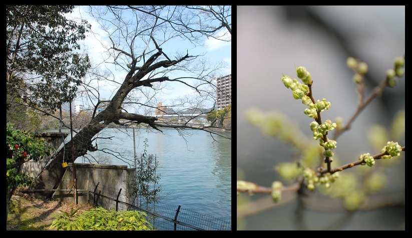 Muku Tree(Shukkeien garden)