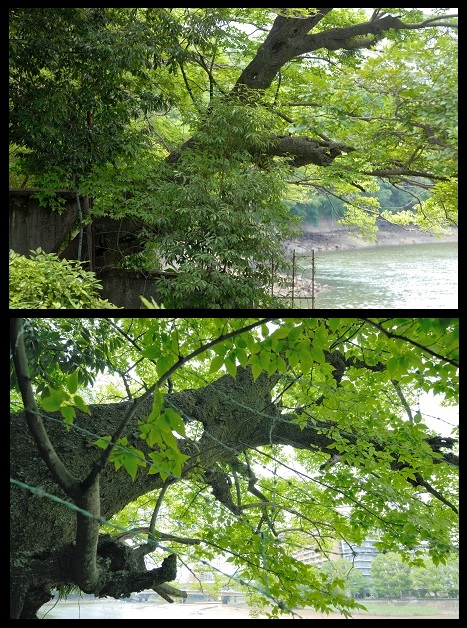 Muku Tree(Shukkeien garden)