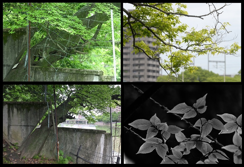 Muku Tree(Shukkeien garden)