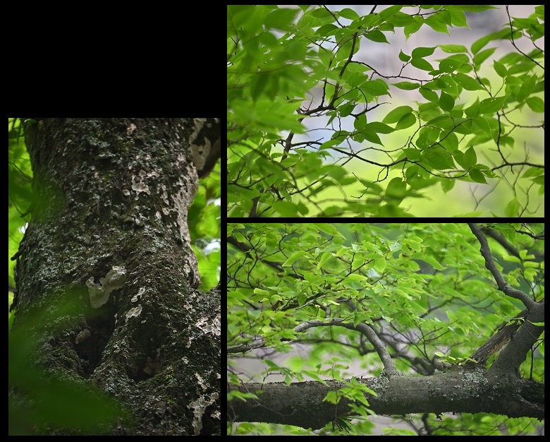 Muku Tree(Shukkeien garden)
