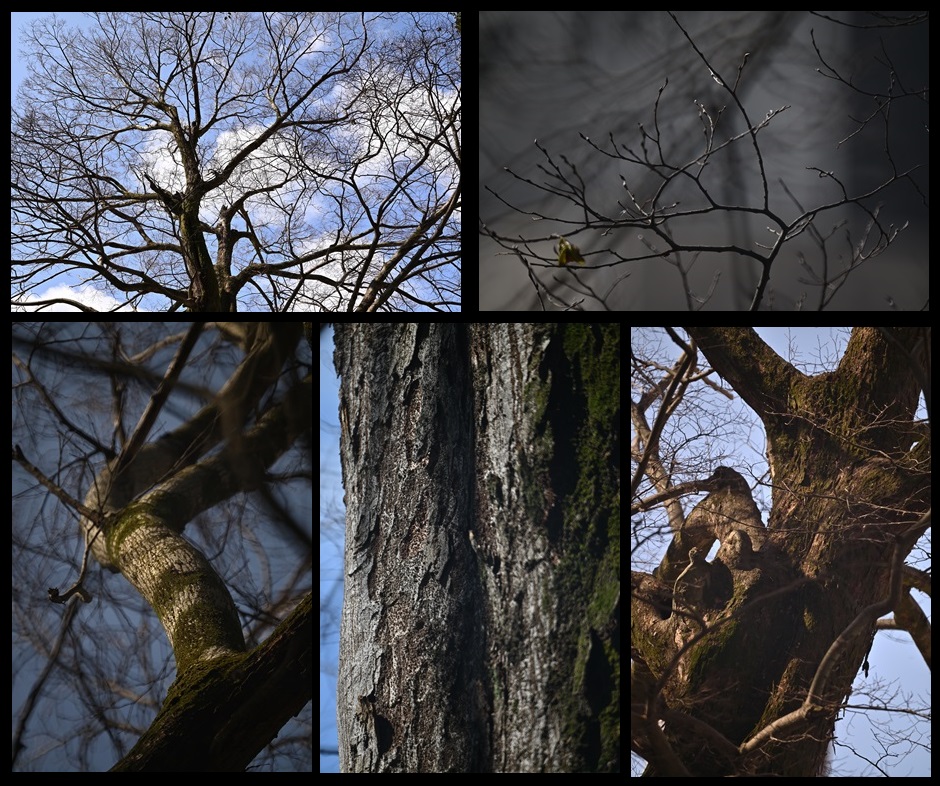 Muku Tree(Noboricho Junior High School