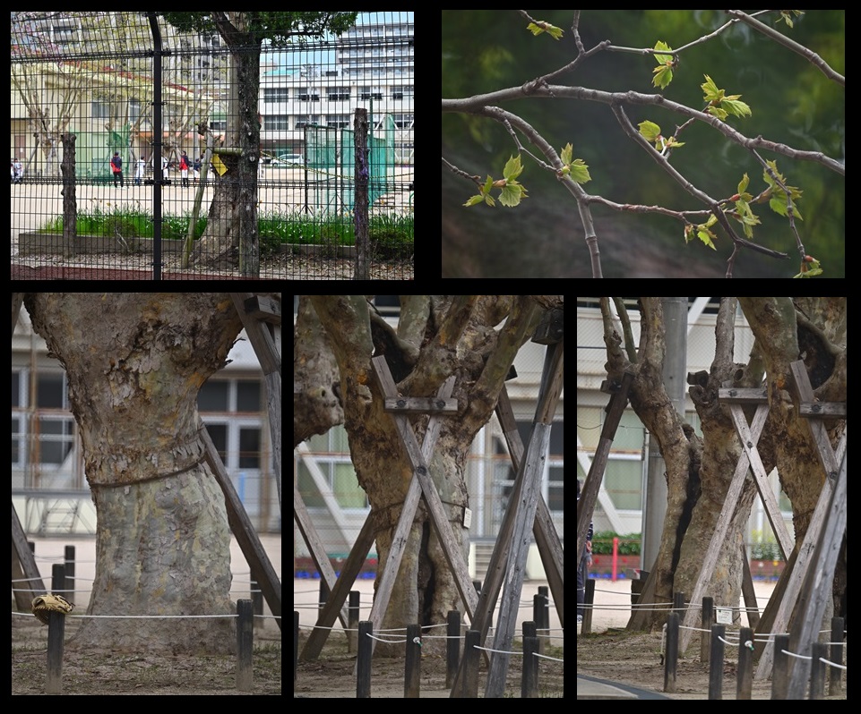Plane trees(Tenma Elementary School)
