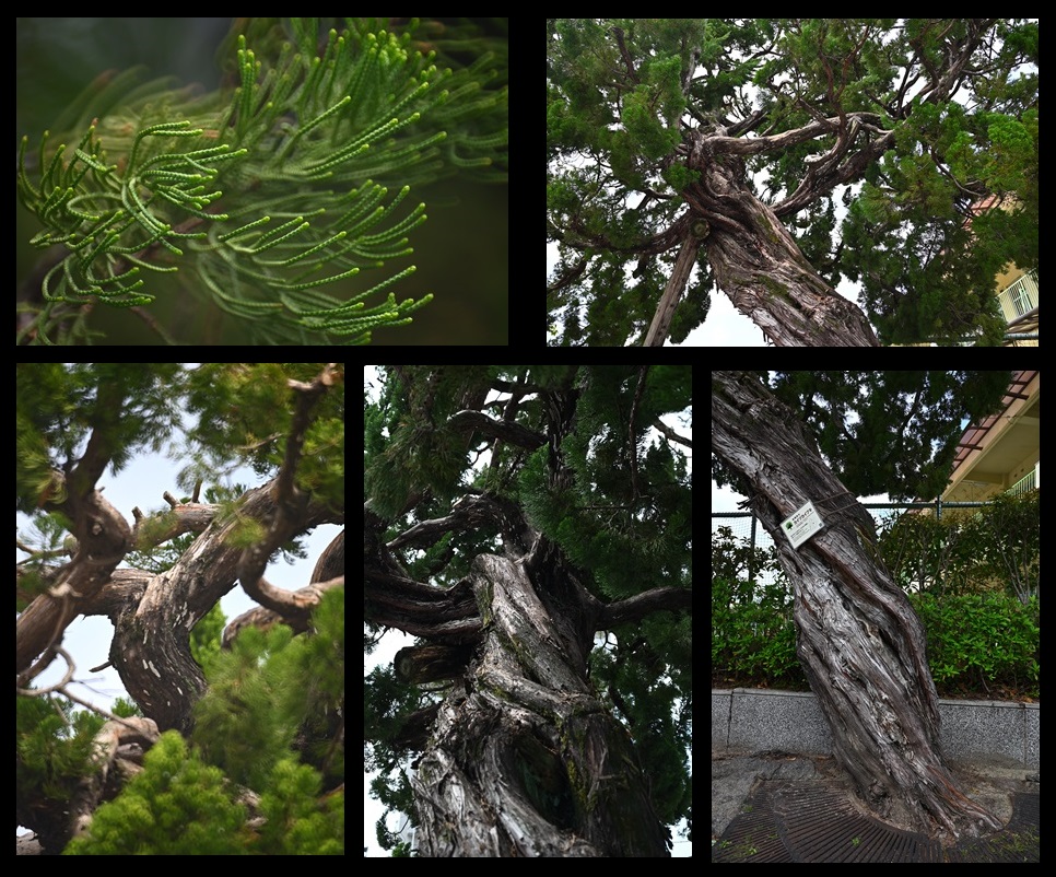 Pyramid Juniper(Fukushima-cho)