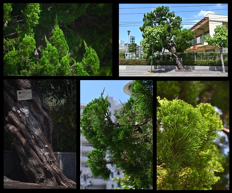 Pyramid Juniper(Fukushima-cho)